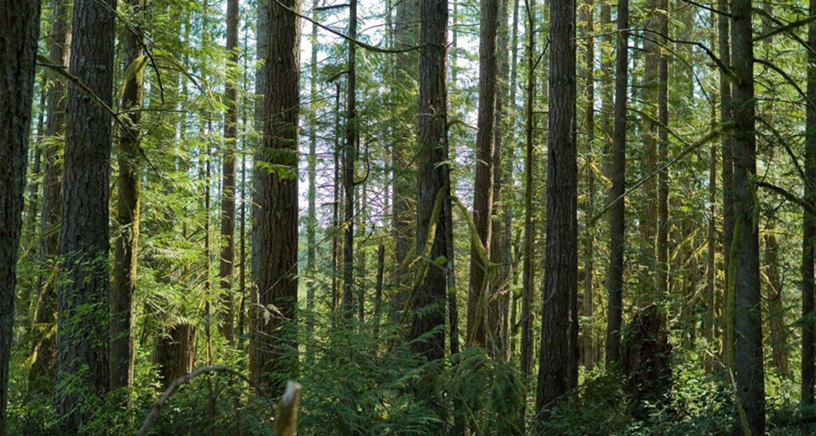 Colville now one of the most productive national forests – Washington ...