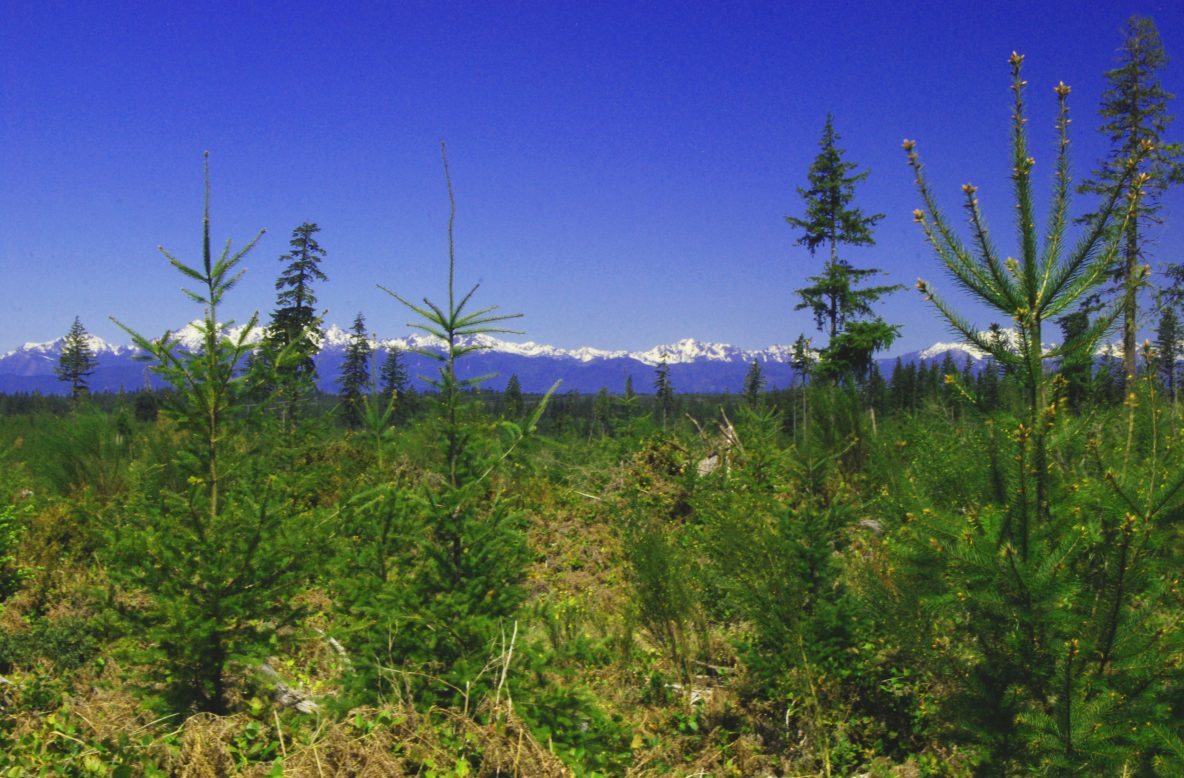 Homepage – Washington Forest Protection Association