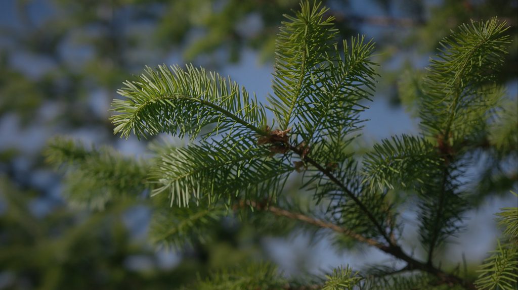 Addressing climate change requires working forests – Washington Forest ...