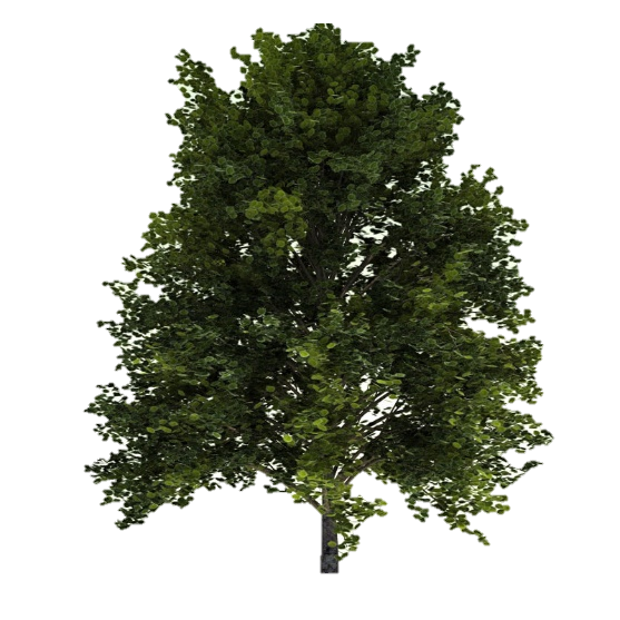 Trees of Washington State – Washington Forest Protection Association