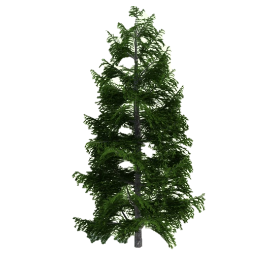 Trees of Washington State – Washington Forest Protection Association