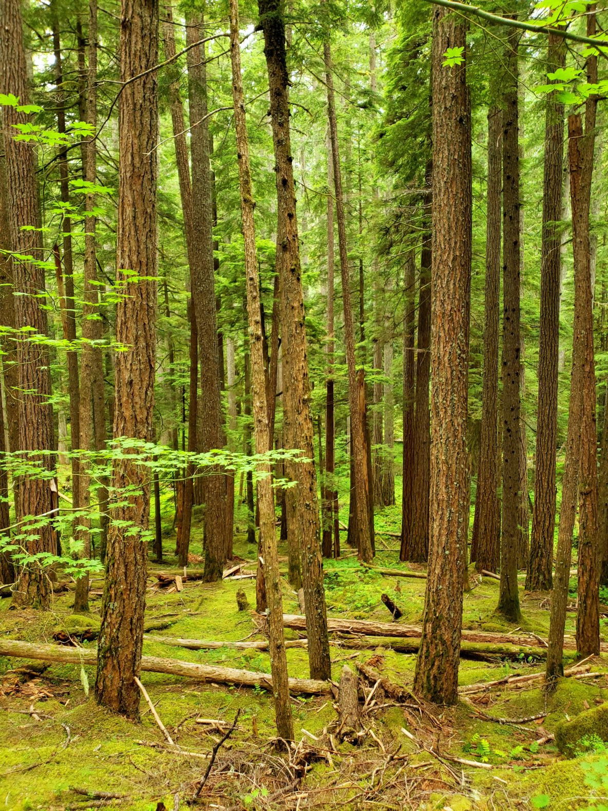 WSU Extension Forestry offers free online forest health classes ...