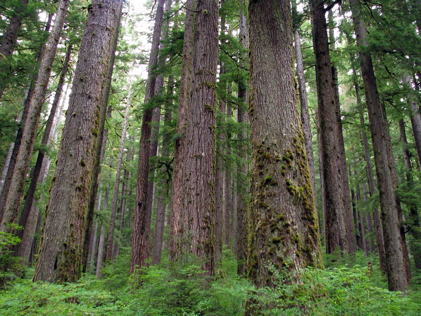 Learn Forestry - Environment – Washington Forest Protection Association