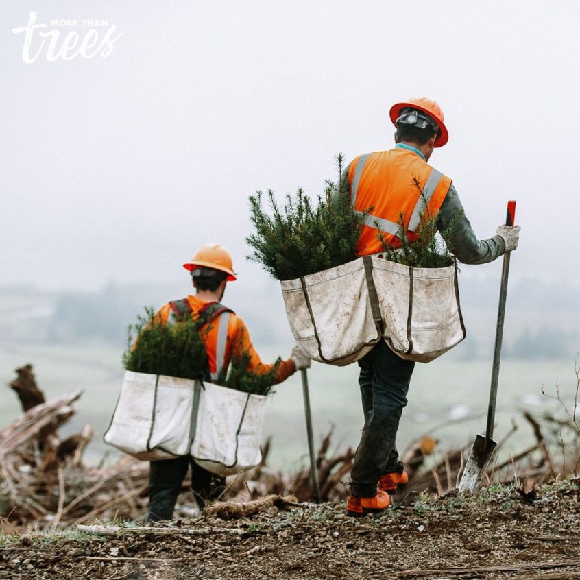 Addressing climate change requires working forests – Washington Forest ...