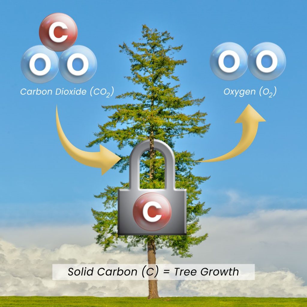 Working Forests Carbon Blueprint Helps Meet State's Carbon Reduction ...