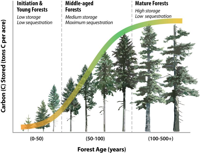 Navigating Forest Carbon Markets: A Guide for Landowners – Washington ...